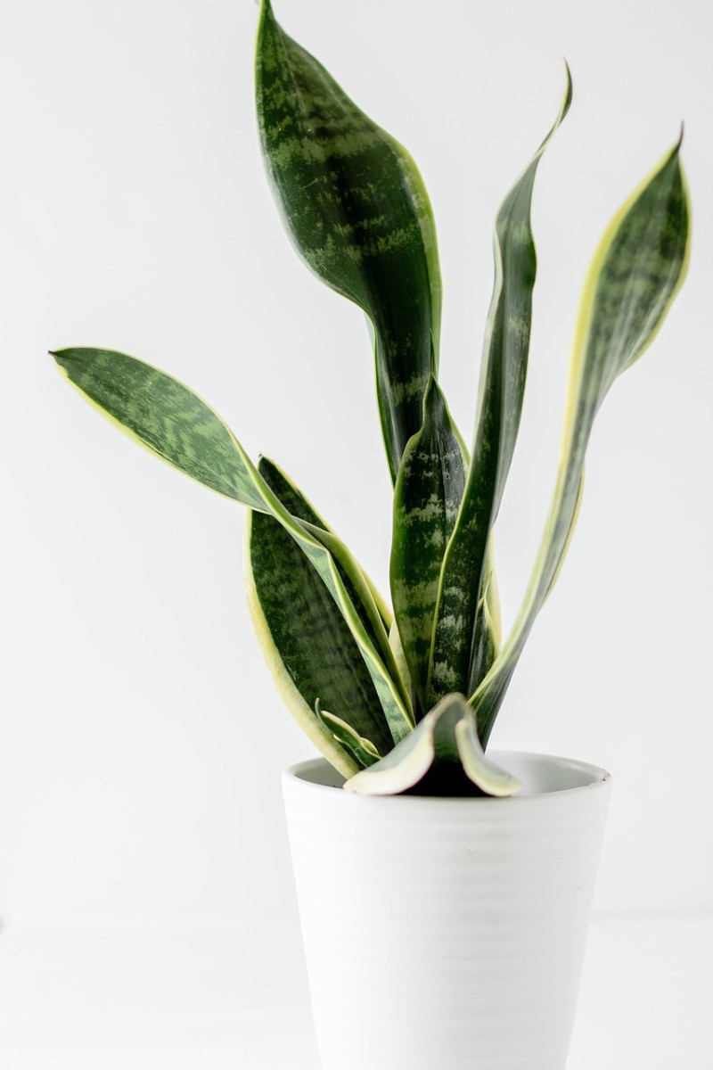 Top 5 Easy House Plants for Beginners - HubPages