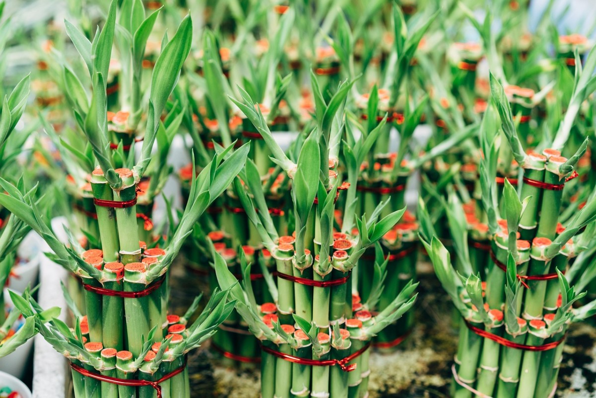 Top 5 Easy House Plants for Beginners - HubPages