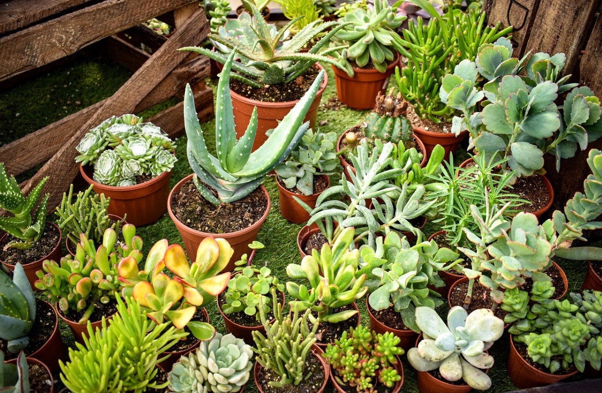 Top 5 Easy House Plants for Beginners - HubPages
