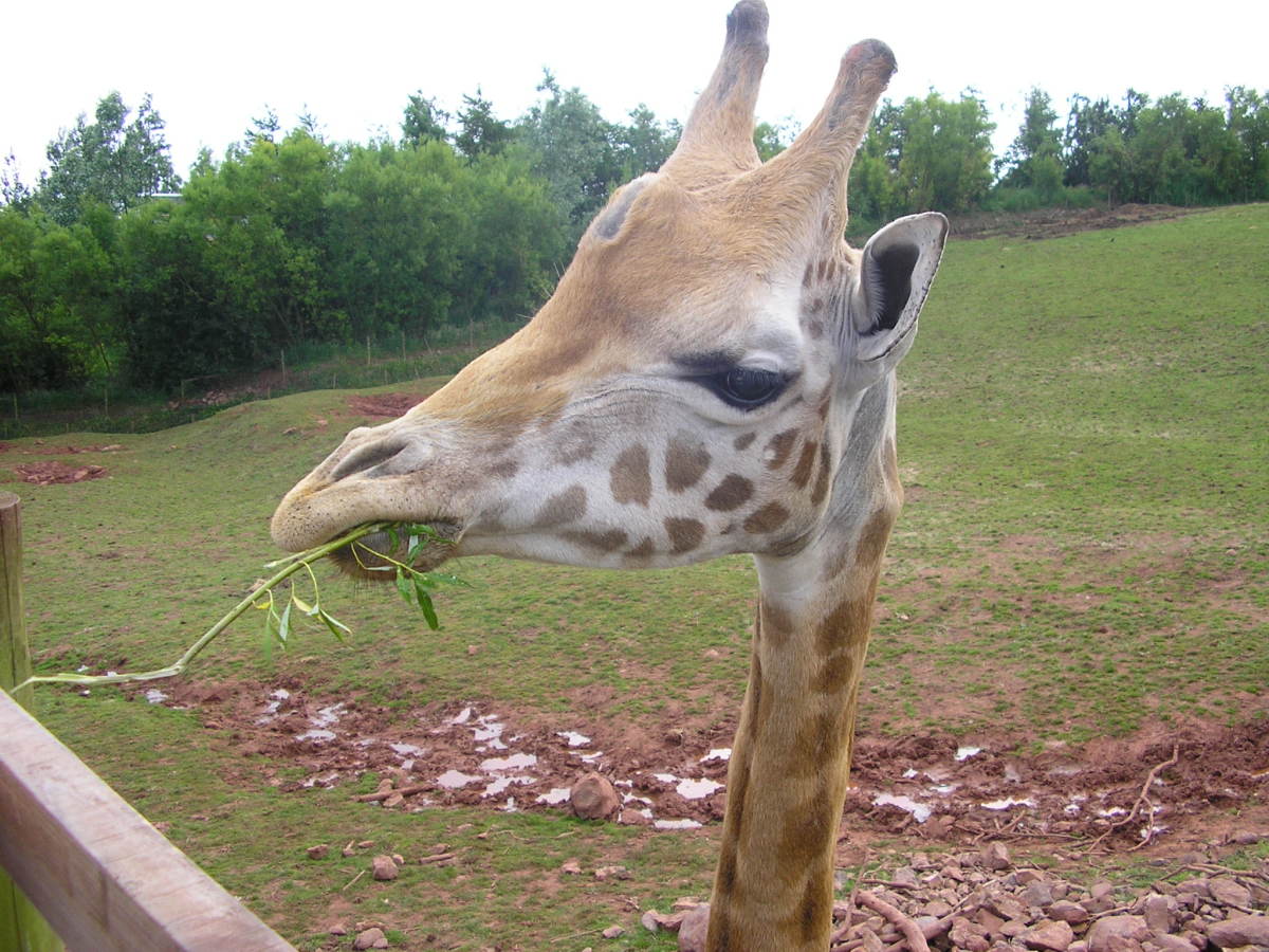 Remembering Animals of the Past and Present - HubPages