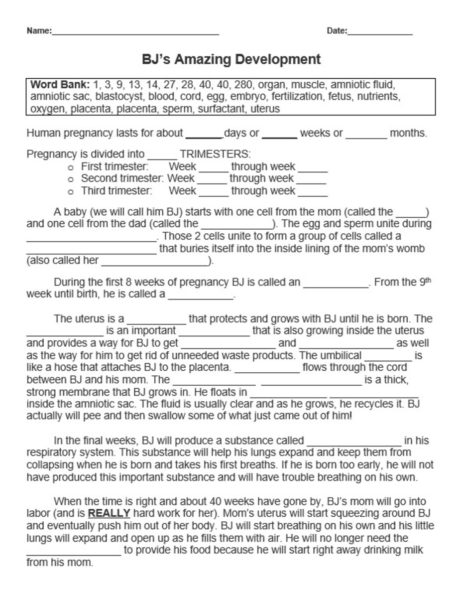 Human Baby Fetal Development STEM Lesson Plan for Middle School Biology ...