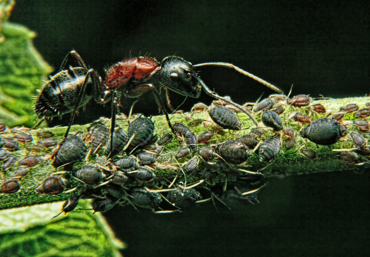 Uniquely Human- The relationships between humans and other animals ...