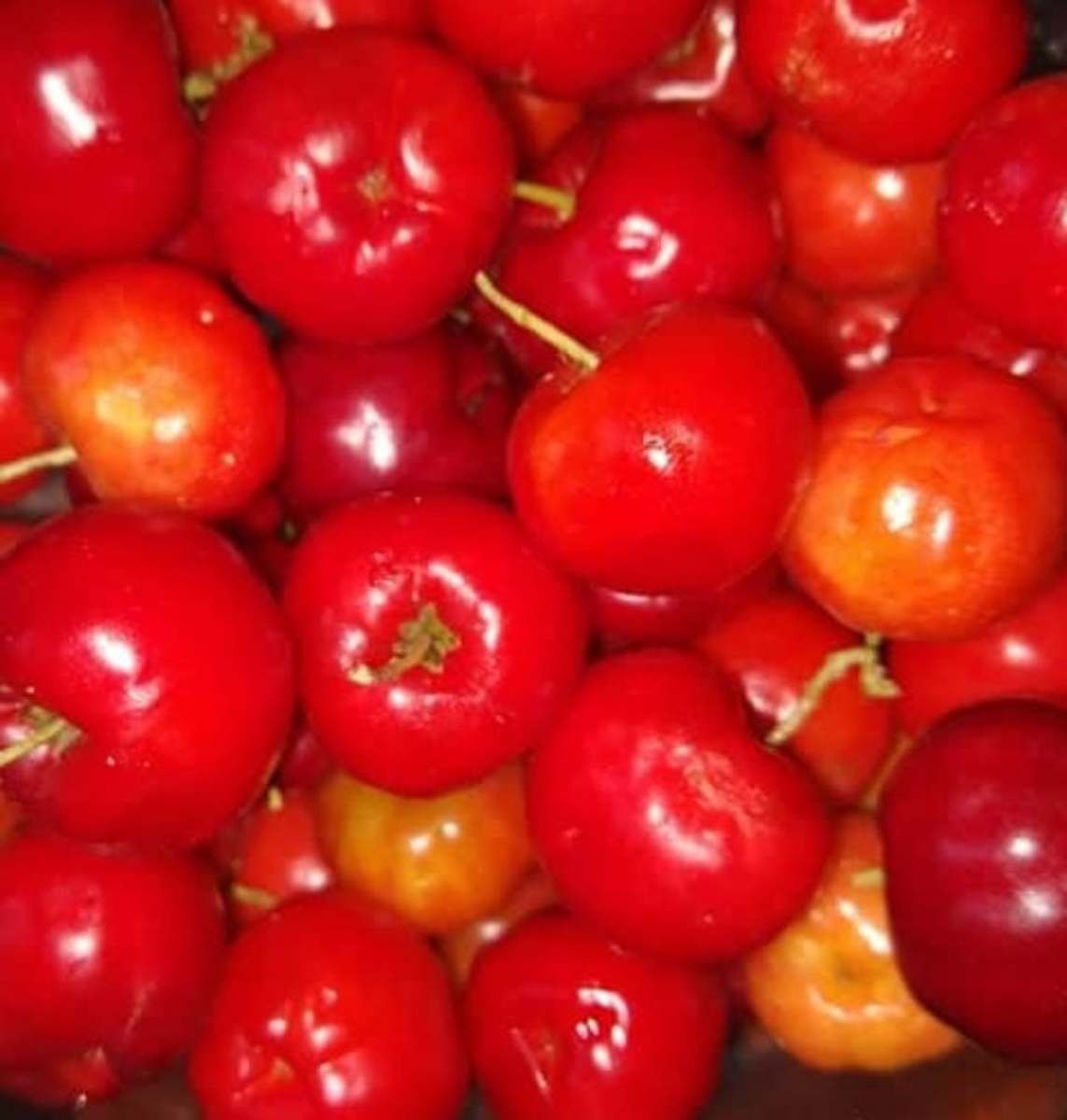 What is Barbados (Bajan) Cherry - HubPages