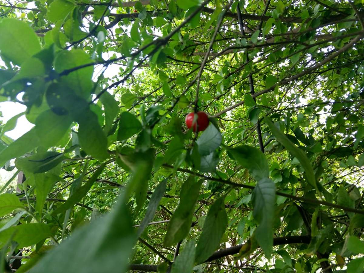 What is Barbados (Bajan) Cherry - HubPages