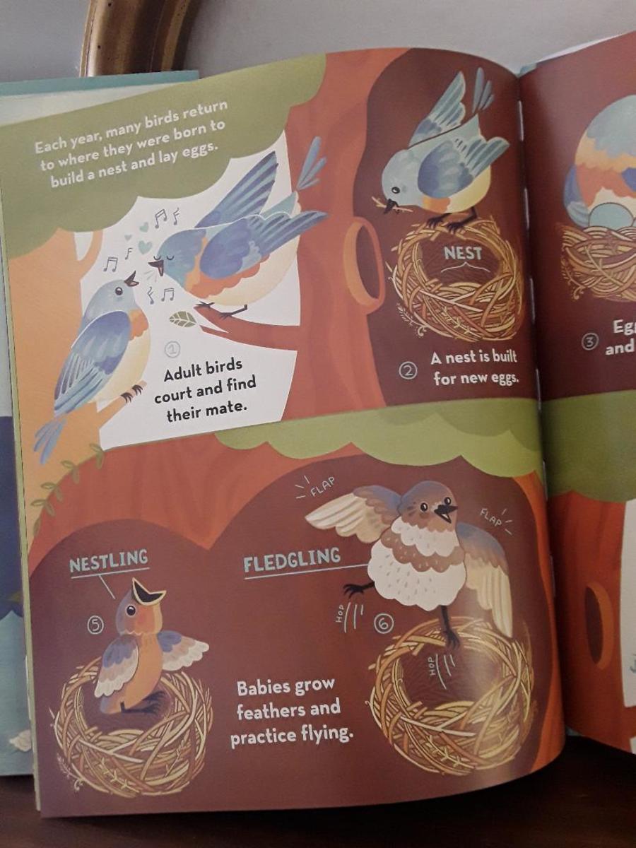 Birds and Their Nests in Informative and Beautifully Illustrated ...