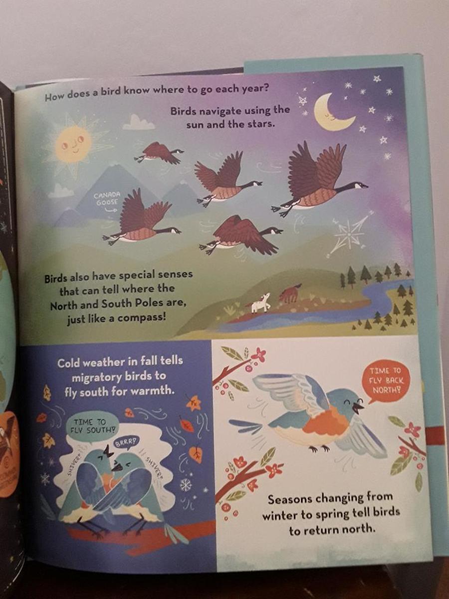 Birds and Their Nests in Informative and Beautifully Illustrated ...