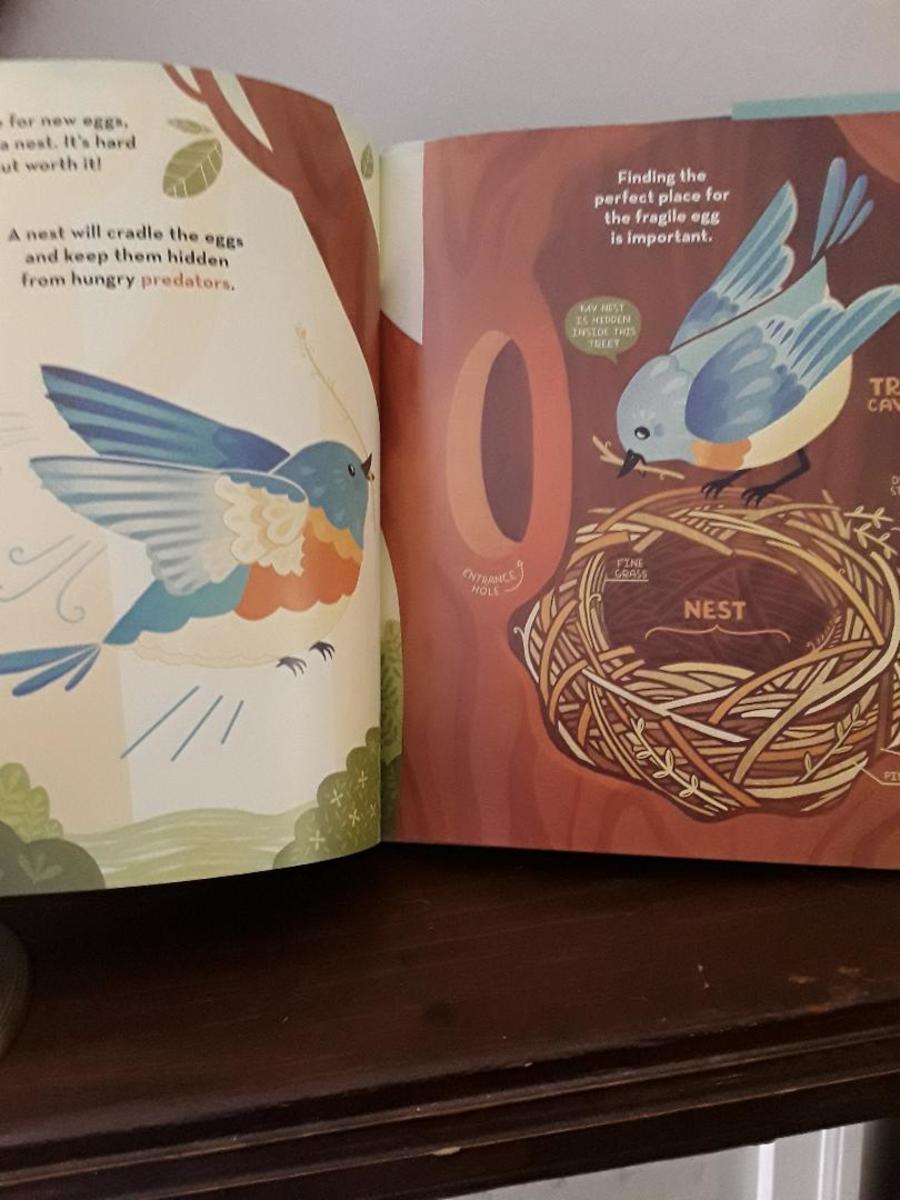 Birds and Their Nests in Informative and Beautifully Illustrated ...