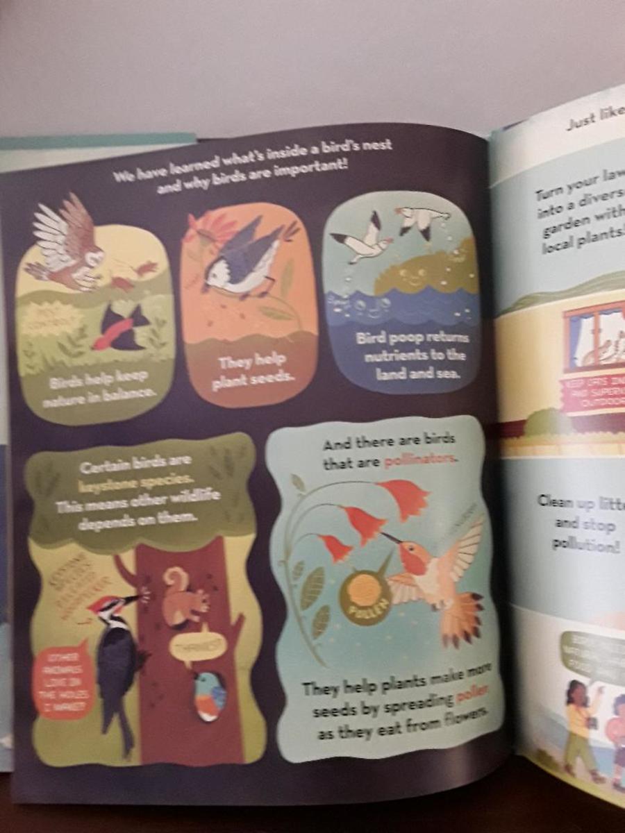 Birds and Their Nests in Informative and Beautifully Illustrated ...