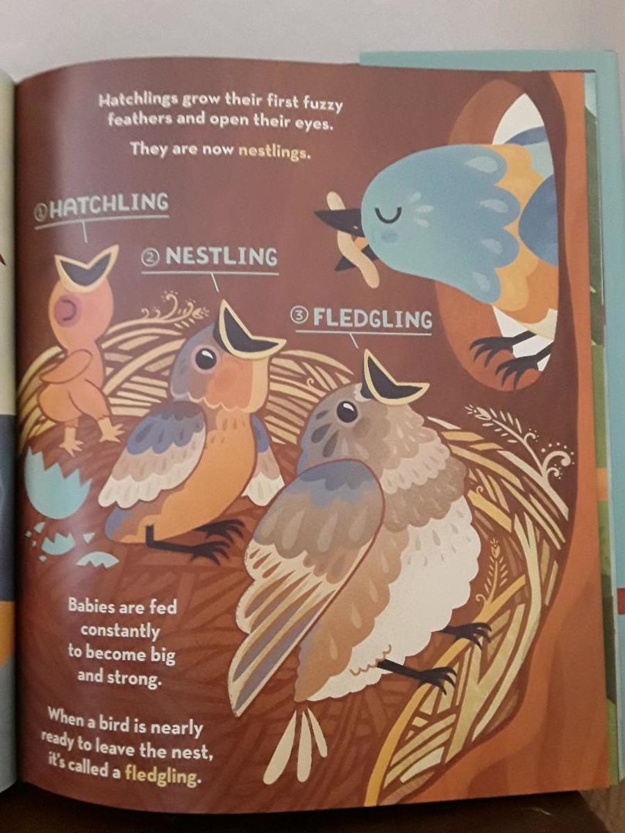 Birds and Their Nests in Informative and Beautifully Illustrated ...