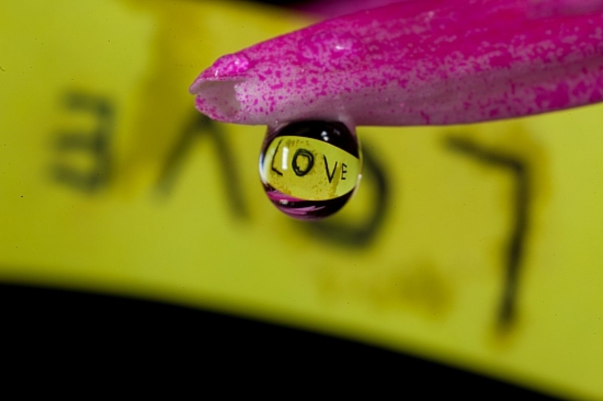 Water Drops on Flowers Photography - HubPages