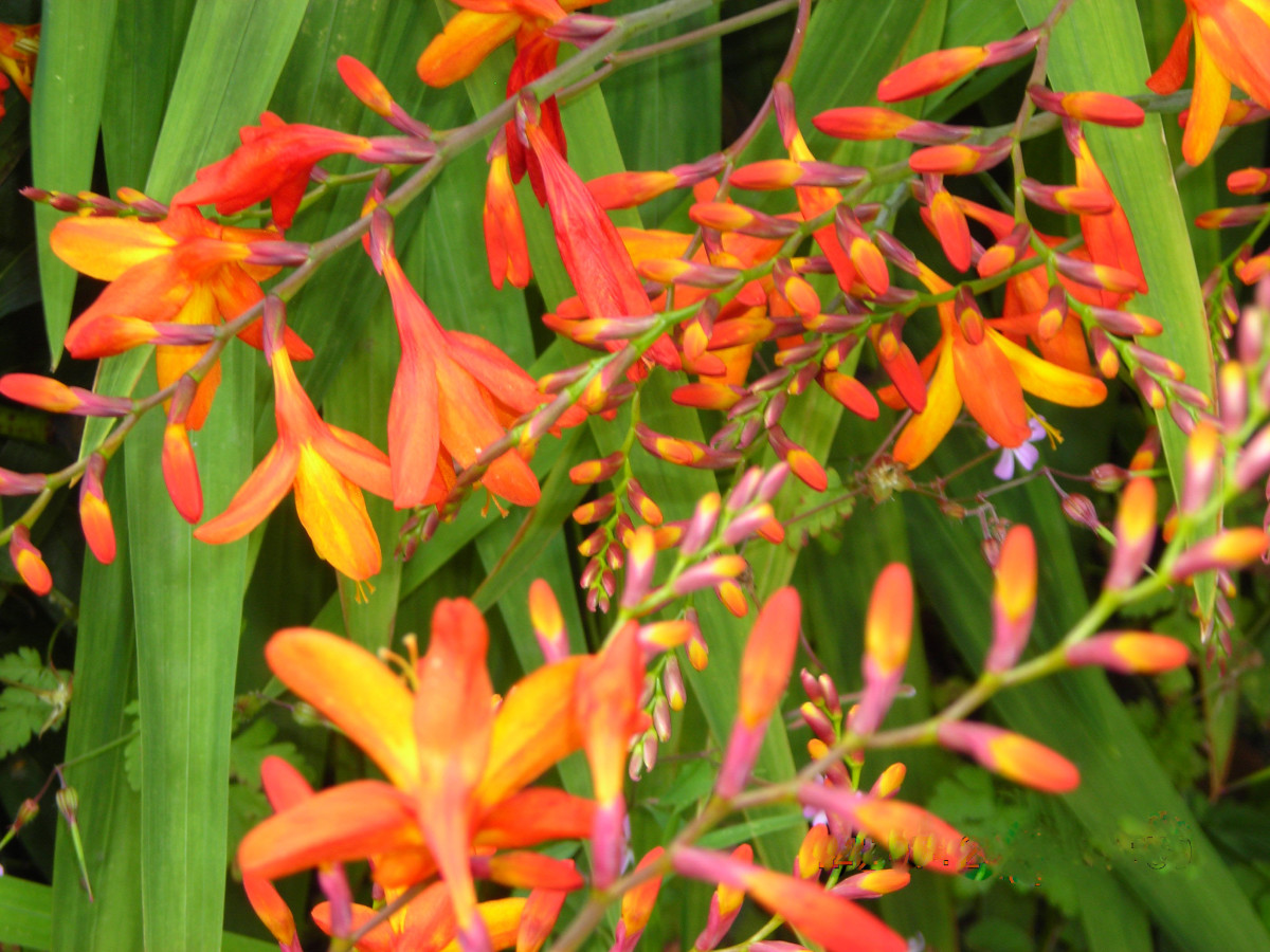 The Right Plant in The Wrong Place - HubPages