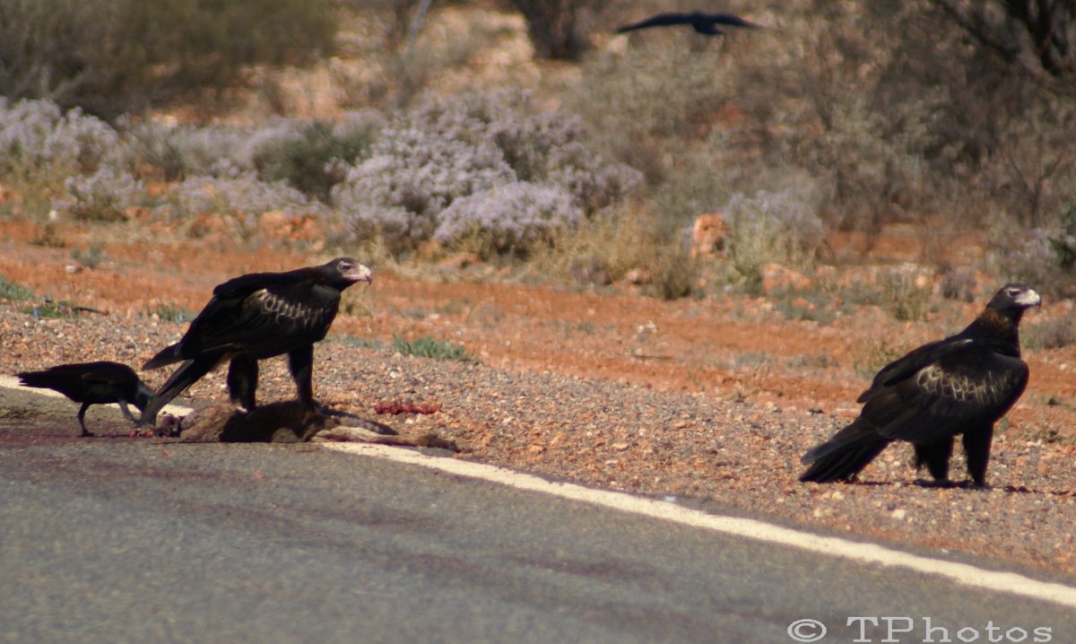 Bird Photography- Birds Flying Free in Their own Environment - HubPages