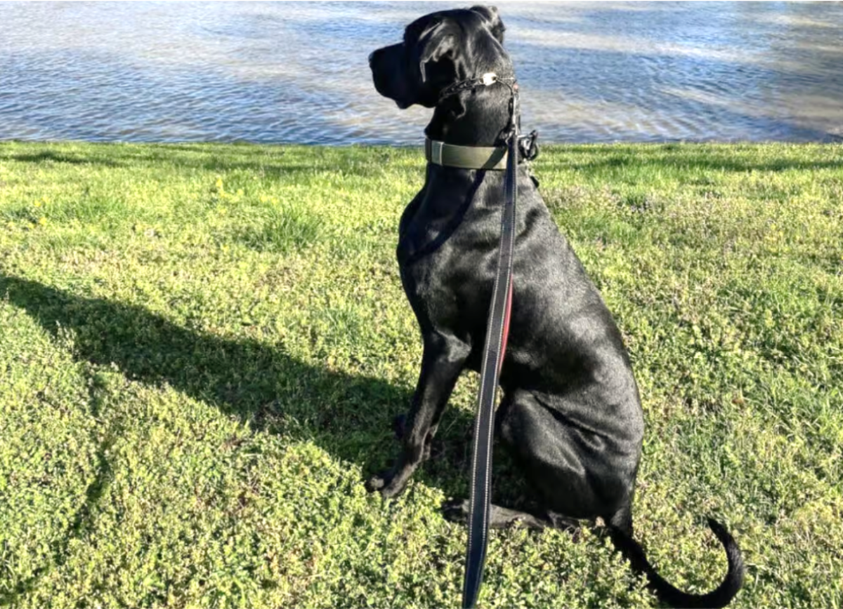 15 Most Popular Rottweiler Mix Dogs - HubPages