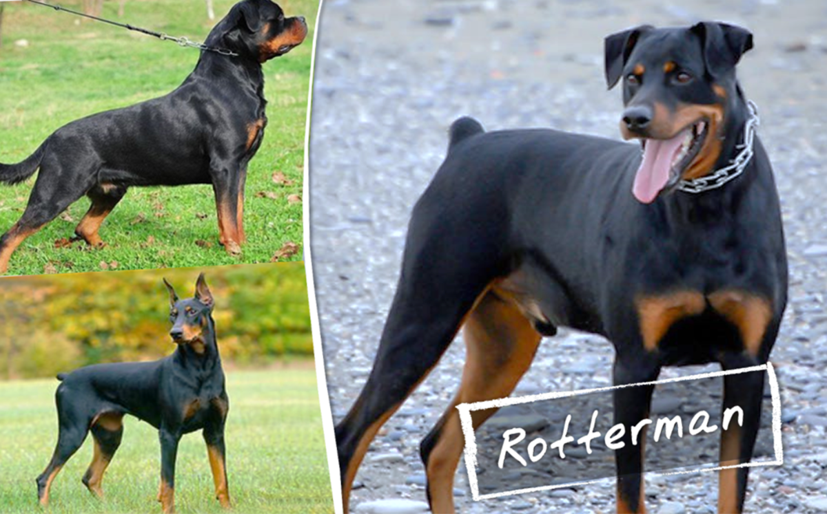 15 Most Popular Rottweiler Mix Dogs - HubPages