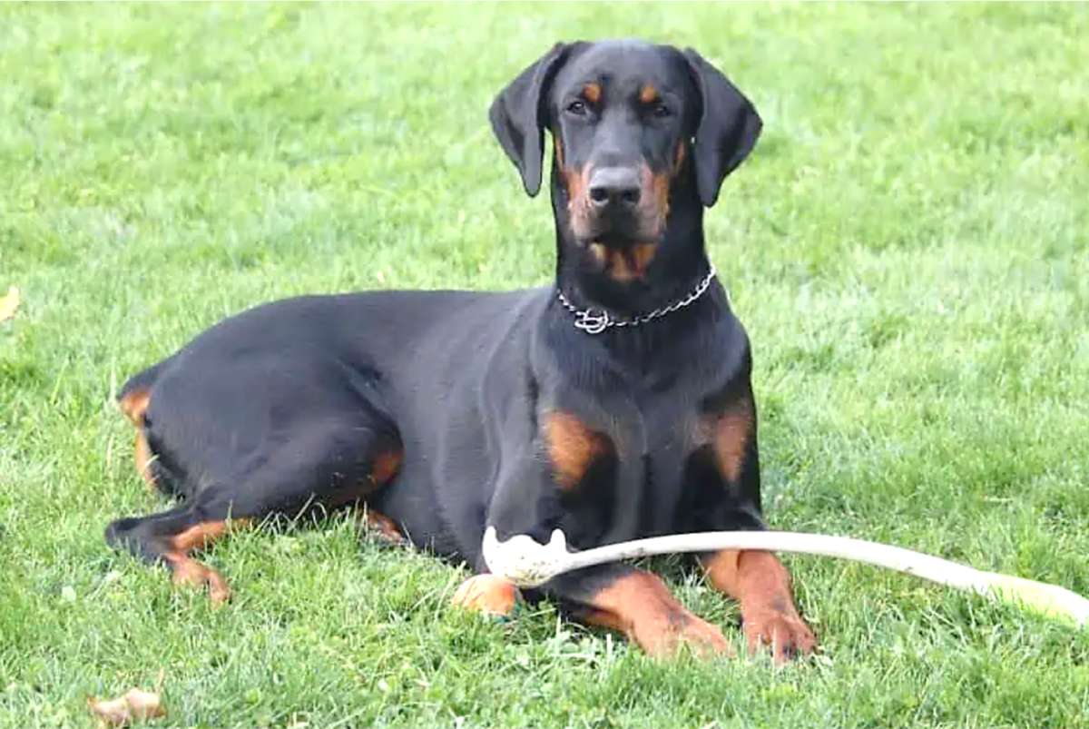 15 Most Popular Rottweiler Mix Dogs - HubPages