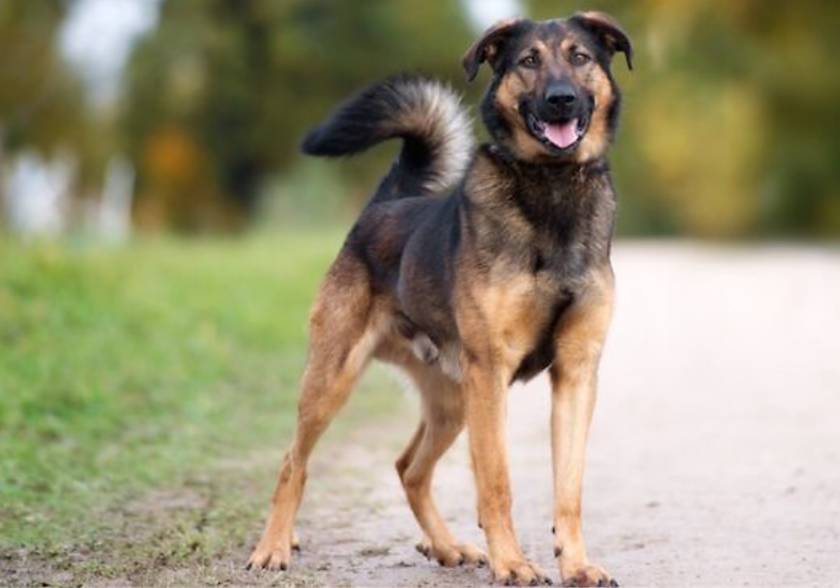 15 Most Popular Rottweiler Mix Dogs - HubPages