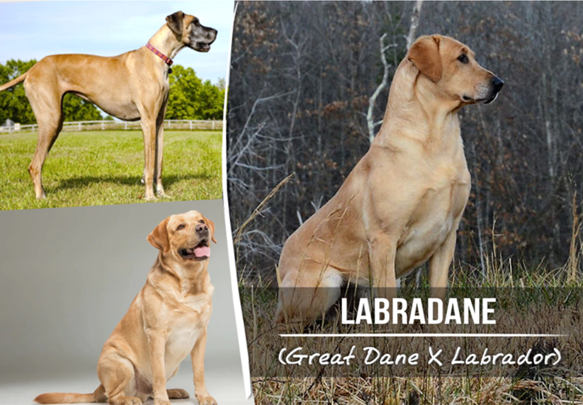 15 Most Popular Great Dane Mix Dogs - HubPages