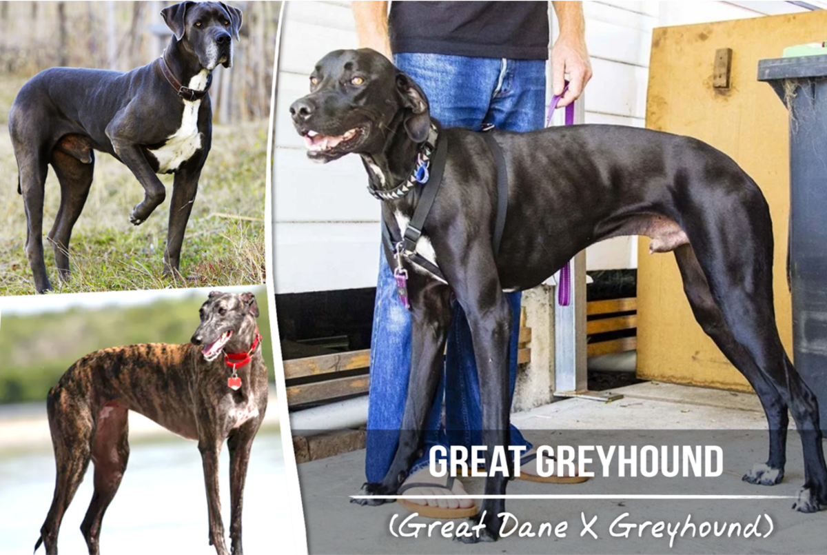 15 Most Popular Great Dane Mix Dogs - HubPages