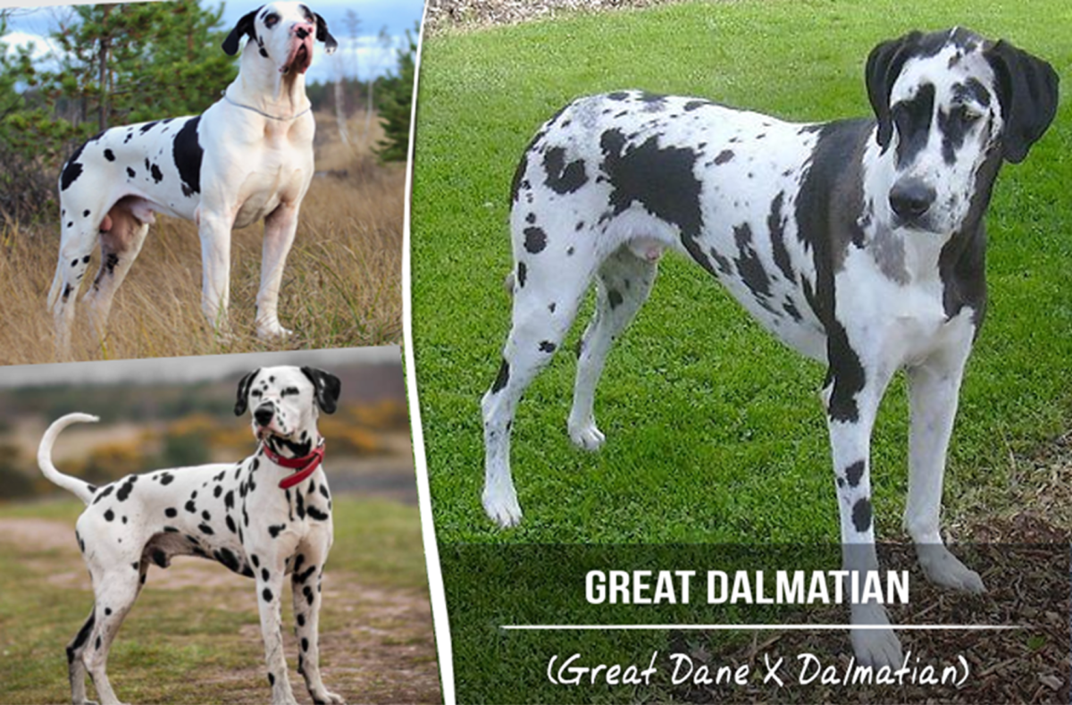 15 Most Popular Great Dane Mix Dogs - HubPages