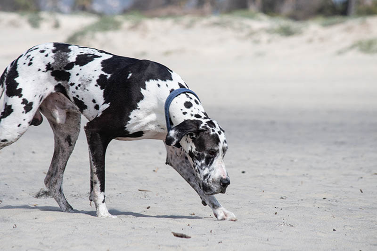 15 Most Popular Great Dane Mix Dogs - HubPages