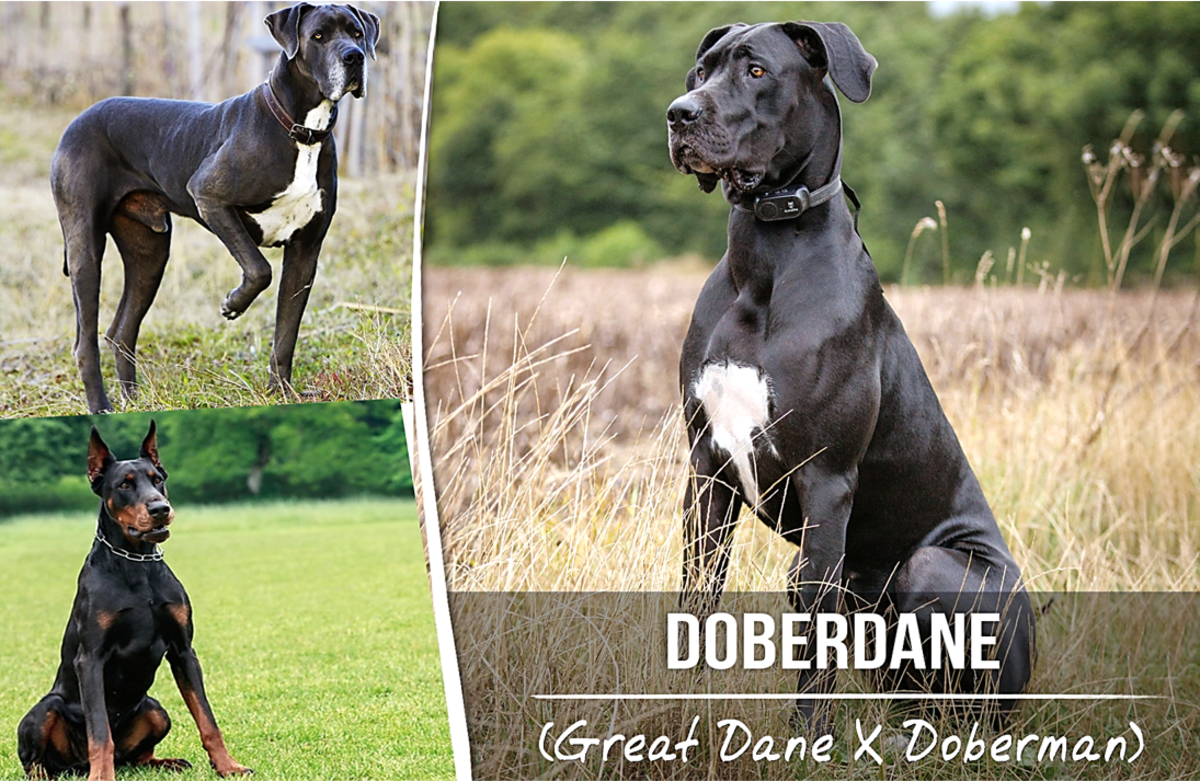 15 Most Popular Great Dane Mix Dogs - HubPages