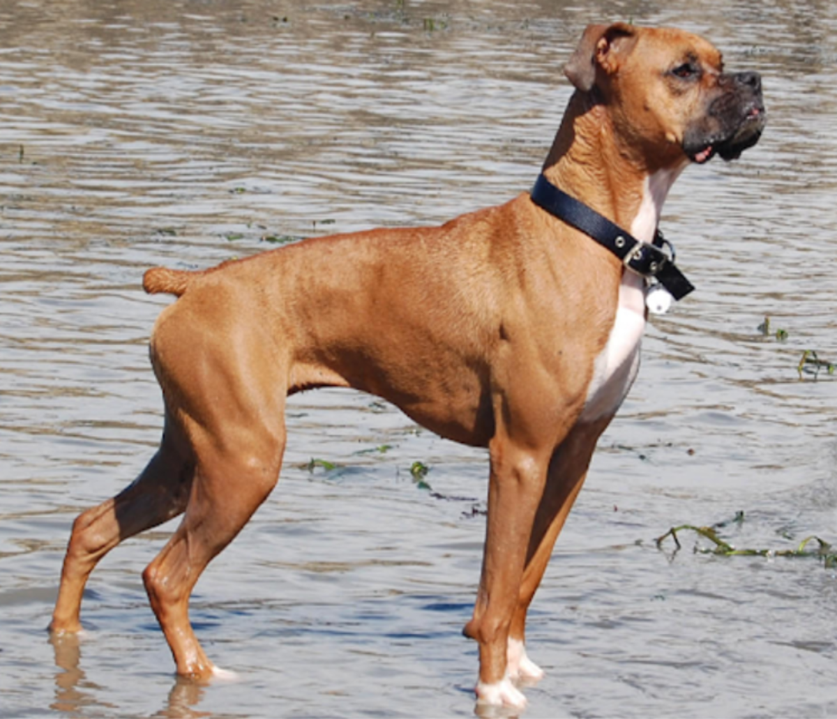 15 Most Popular Great Dane Mix Dogs - HubPages