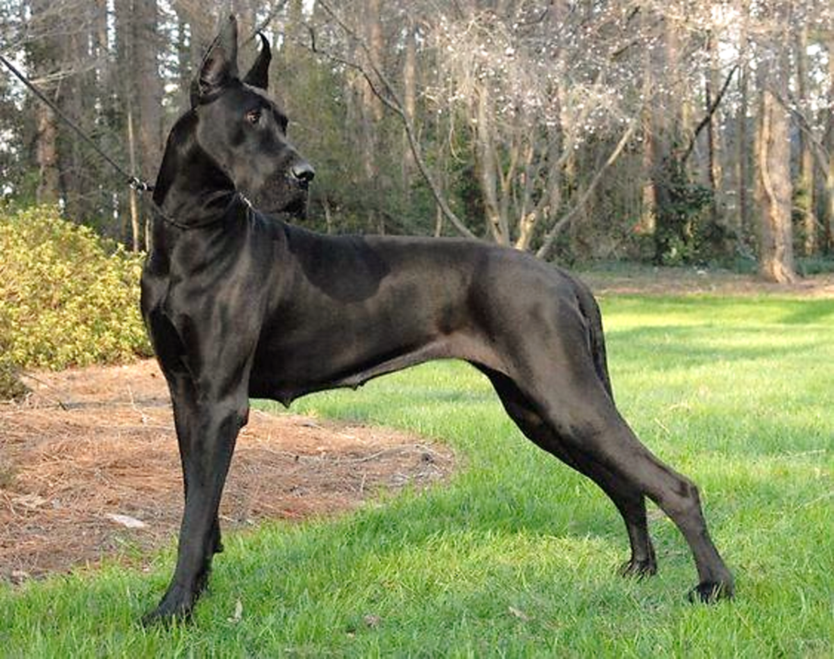 15 Most Popular Great Dane Mix Dogs - HubPages