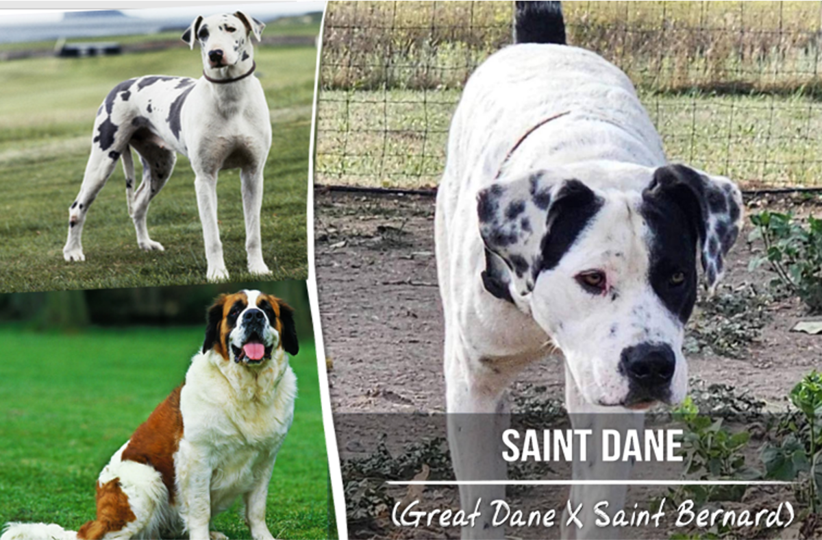 15 Most Popular Great Dane Mix Dogs - HubPages