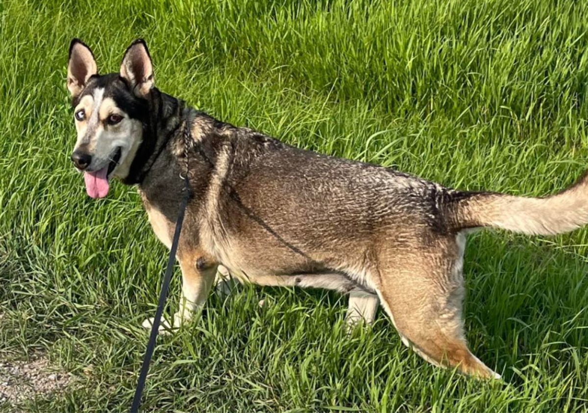 15 Most Popular Great Dane Mix Dogs - HubPages