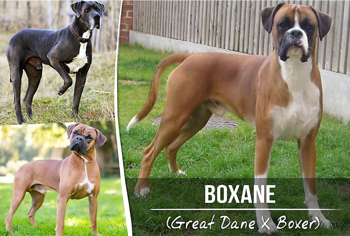 15 Most Popular Great Dane Mix Dogs - HubPages