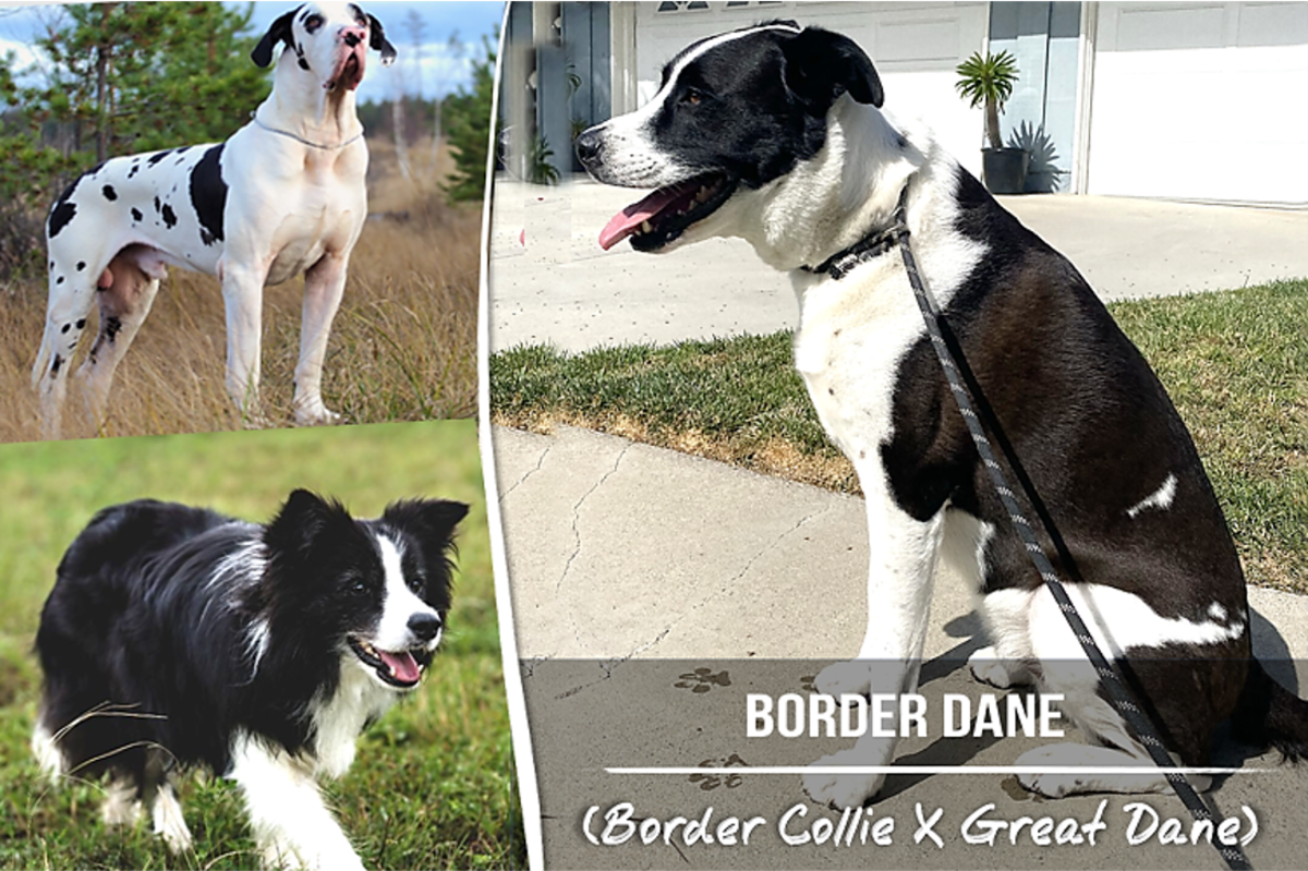 15 Most Popular Great Dane Mix Dogs - HubPages