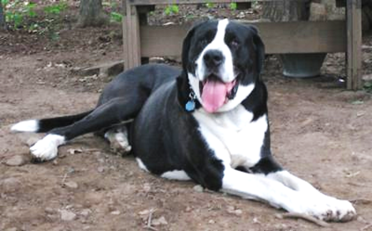 15 Most Popular Great Dane Mix Dogs - HubPages