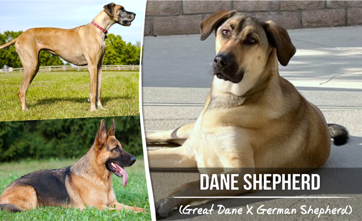 15 Most Popular Great Dane Mix Dogs - HubPages