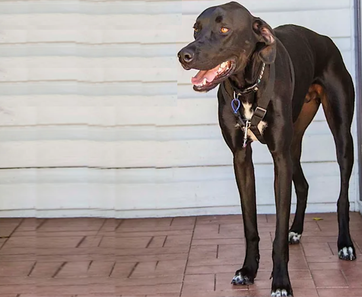 15 Most Popular Great Dane Mix Dogs - HubPages