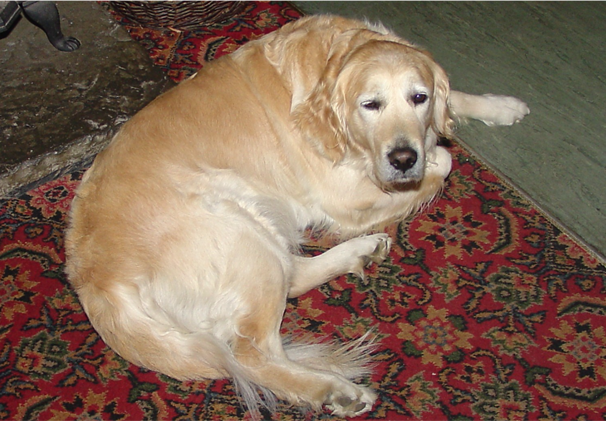 15 Most Popular Great Dane Mix Dogs - HubPages