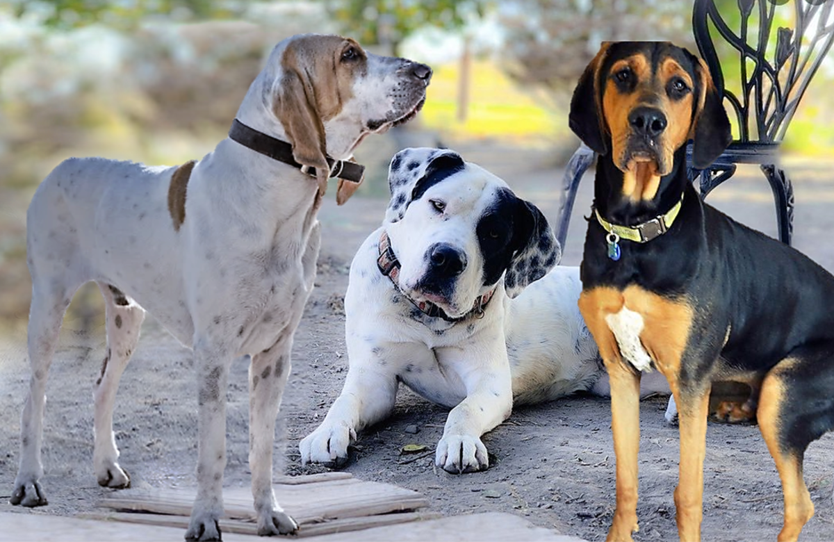 15 Most Popular Great Dane Mix Dogs - HubPages