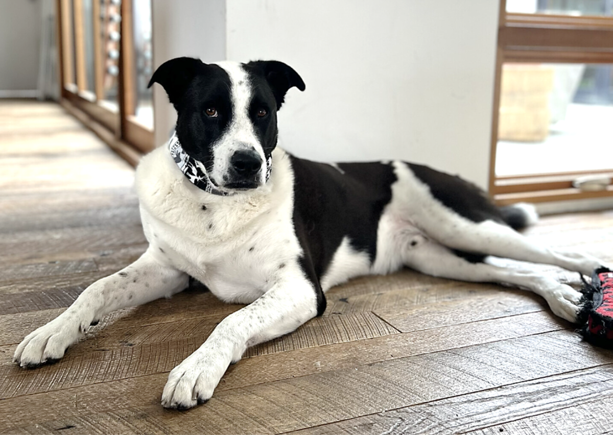 15 Most Popular Great Dane Mix Dogs - HubPages