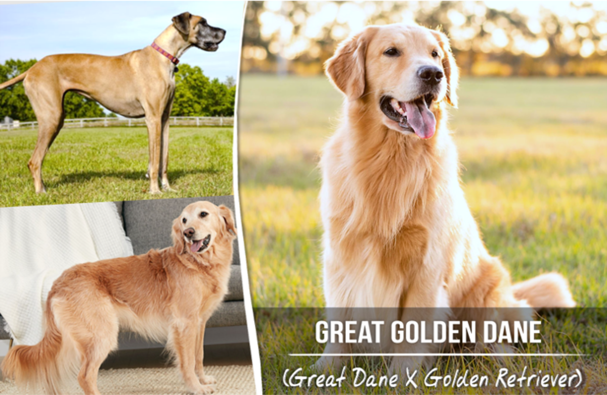 15 Most Popular Great Dane Mix Dogs - HubPages