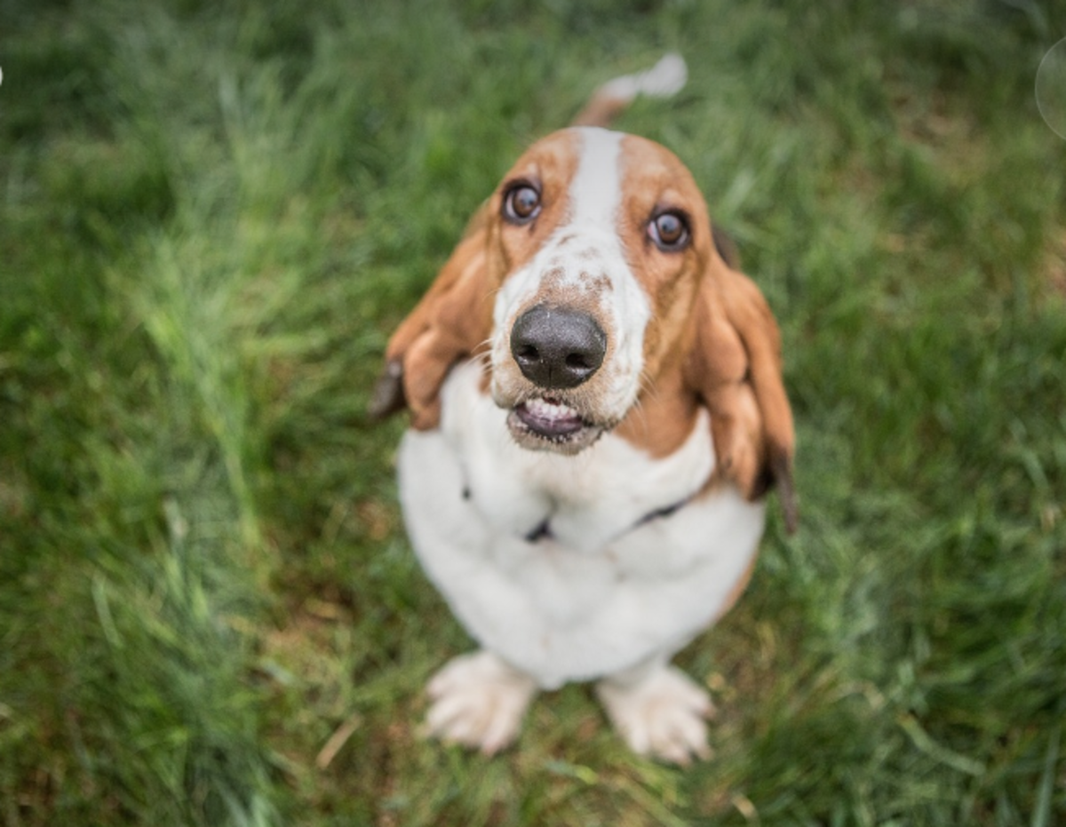 Why Do My Dog’s Feet Turn Outward? - HubPages