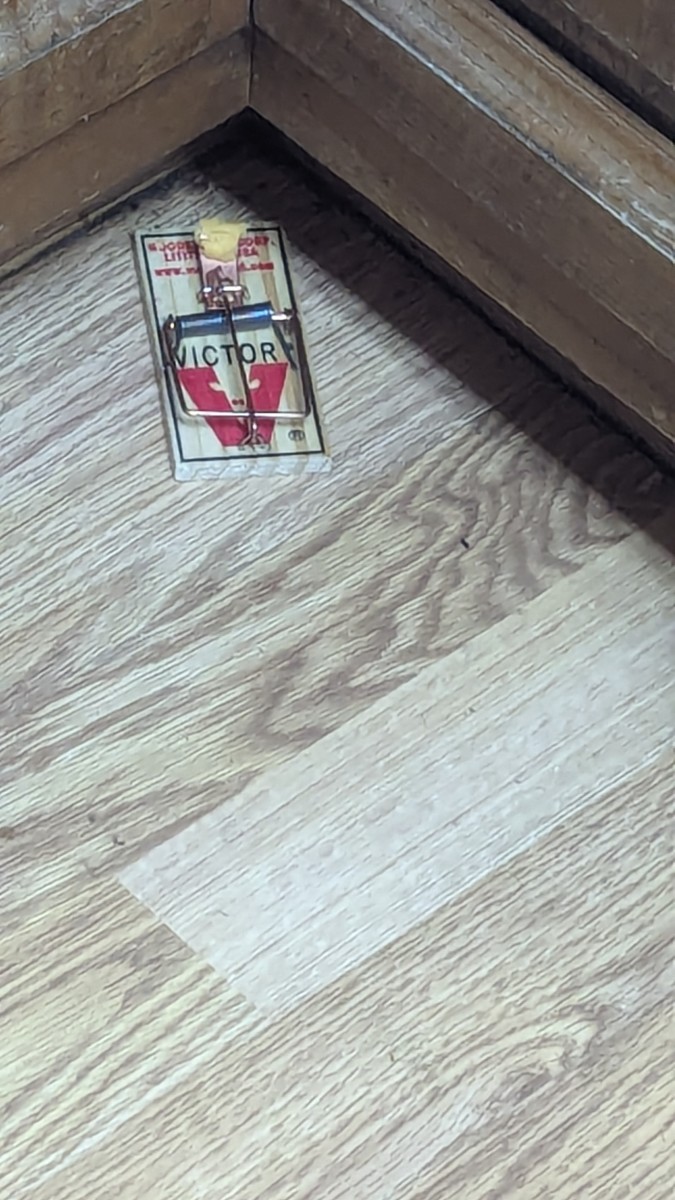 Victor Wooden Mouse Trap - HubPages