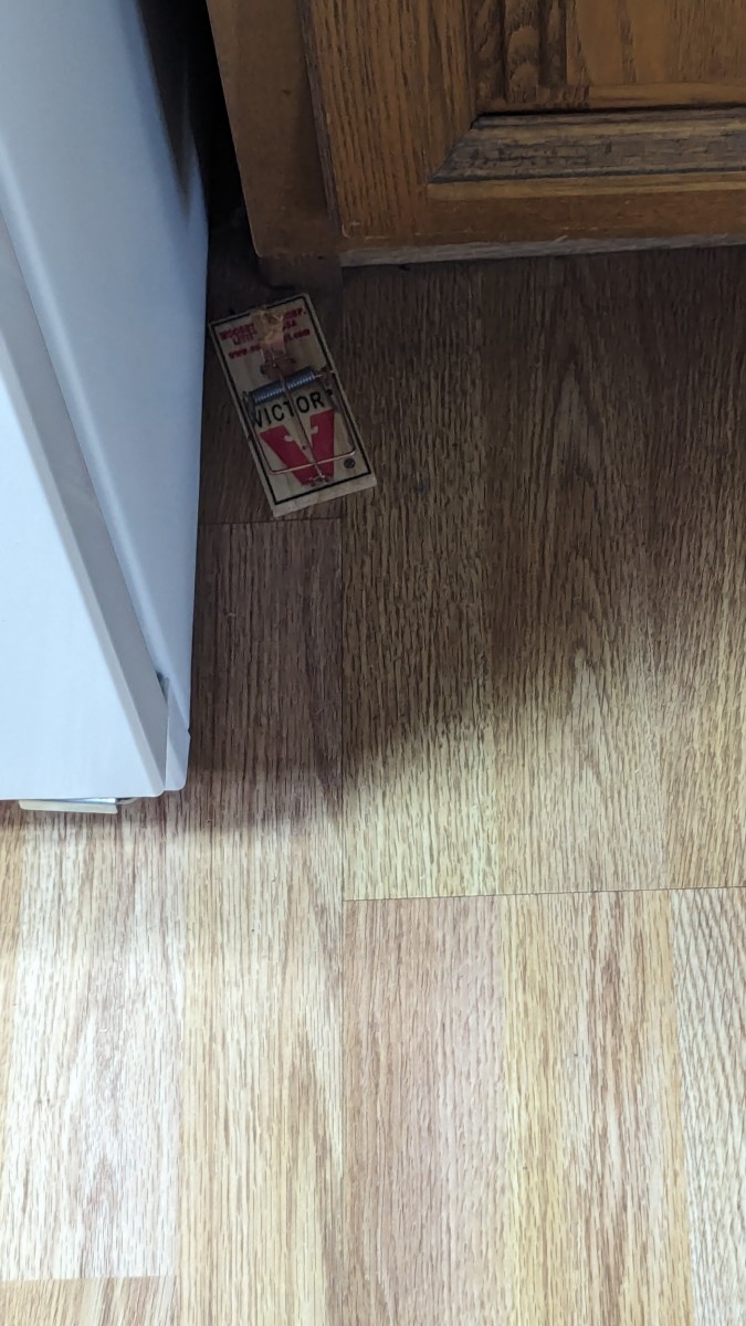 Victor Wooden Mouse Trap - HubPages