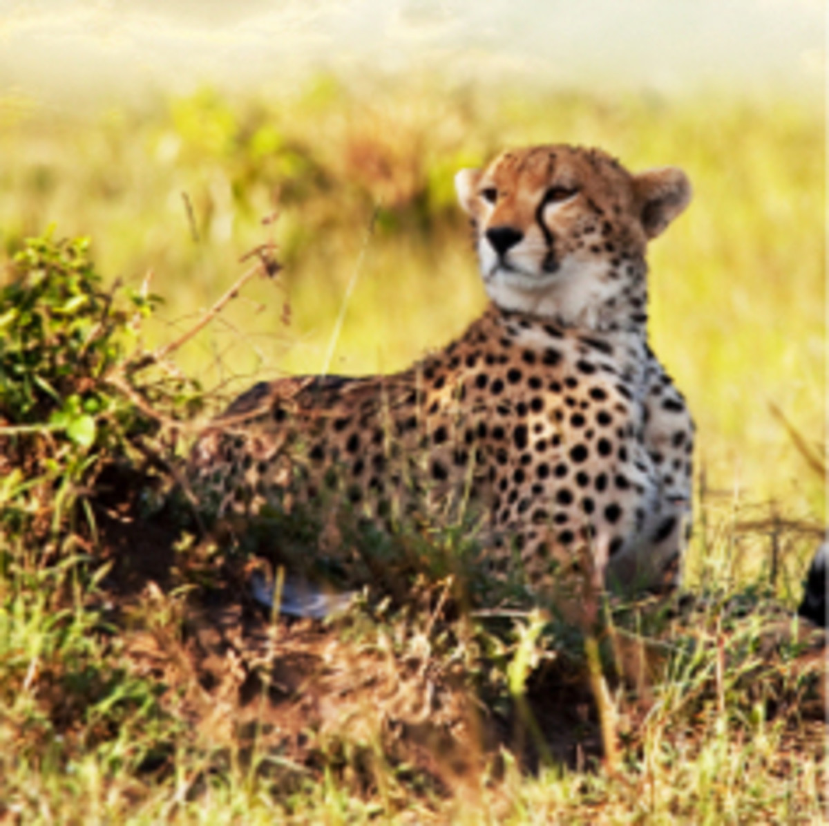 Cheetahs 101: What Do Cheetahs Eat? - HubPages