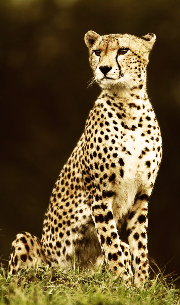 Cheetahs 101: What Do Cheetahs Eat? - HubPages