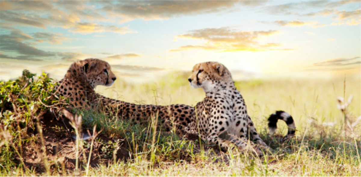 Cheetahs 101: What Do Cheetahs Eat? - HubPages