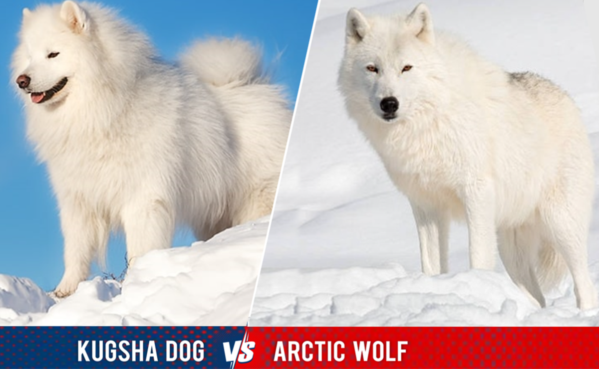 15 Dogs That Look Like Wolves - HubPages