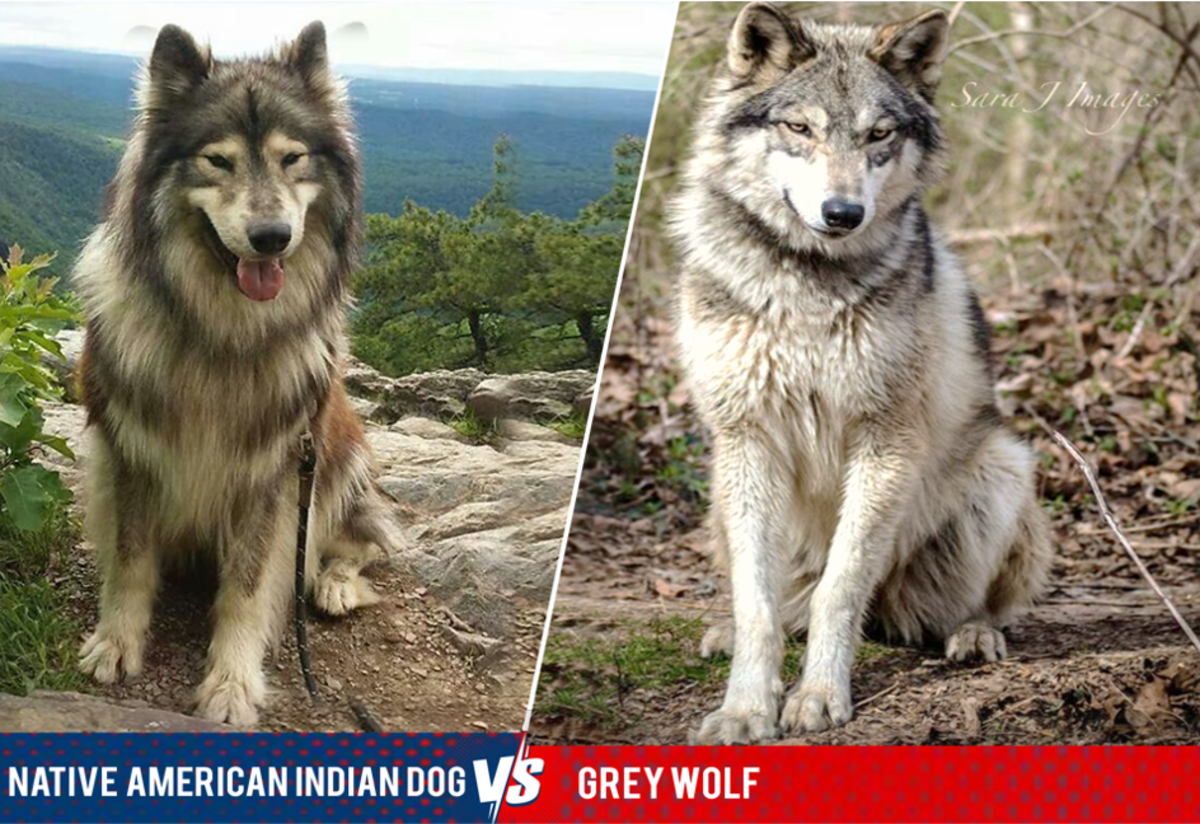 Dogs That Look Like Wolves Researchers Capture Video Of Possible