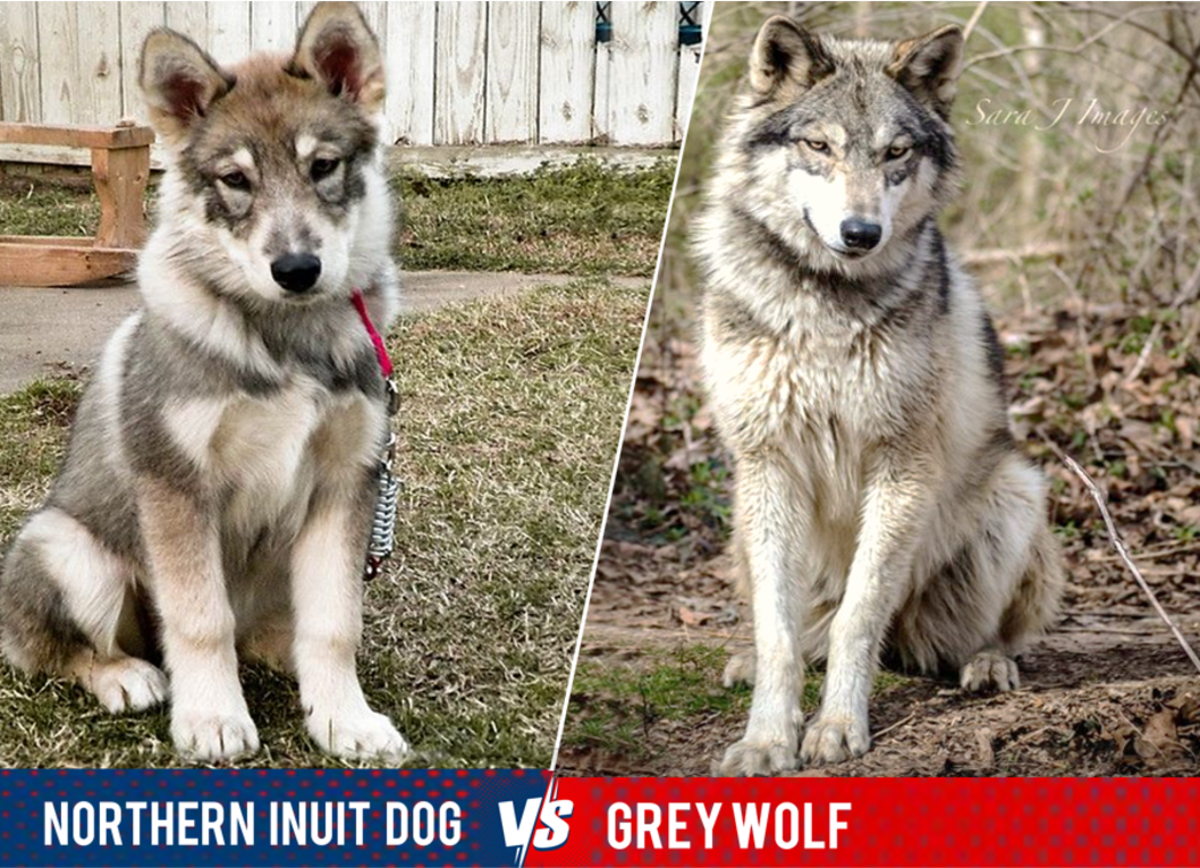 15 Dogs That Look Like Wolves - HubPages