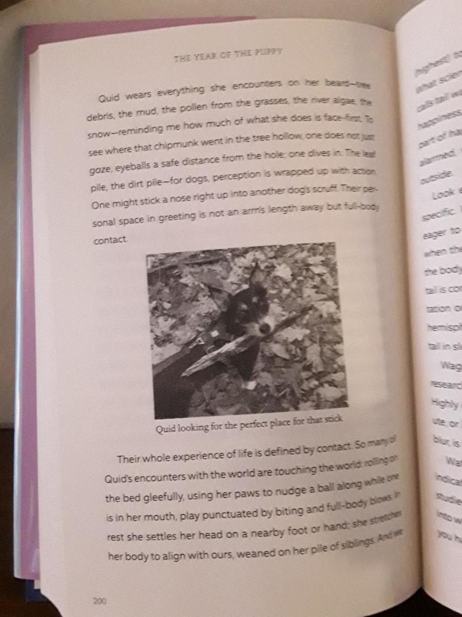 Puppy's First Year as Told in Educational Story That All Dog Owners Can ...