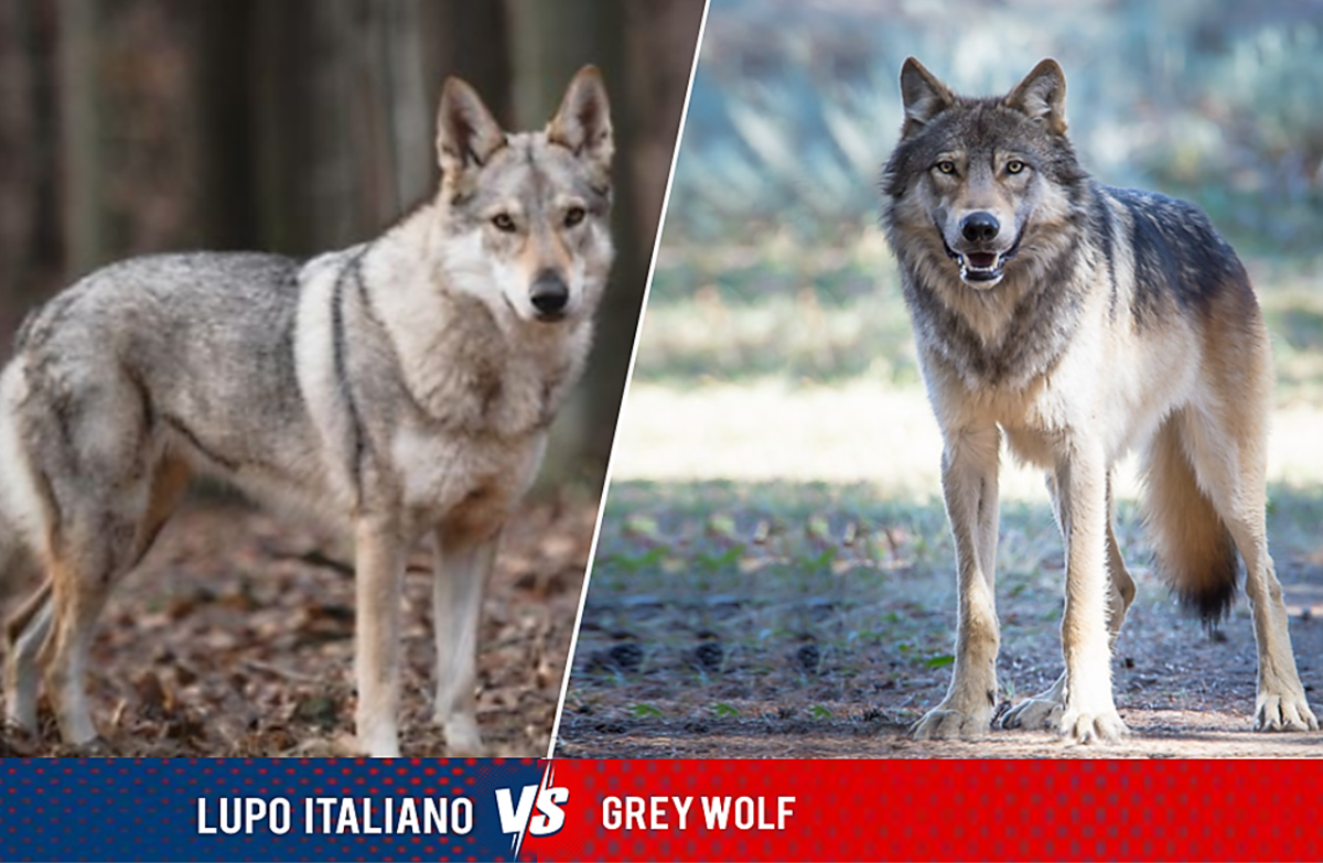 15 Dogs That Look Like Wolves - HubPages