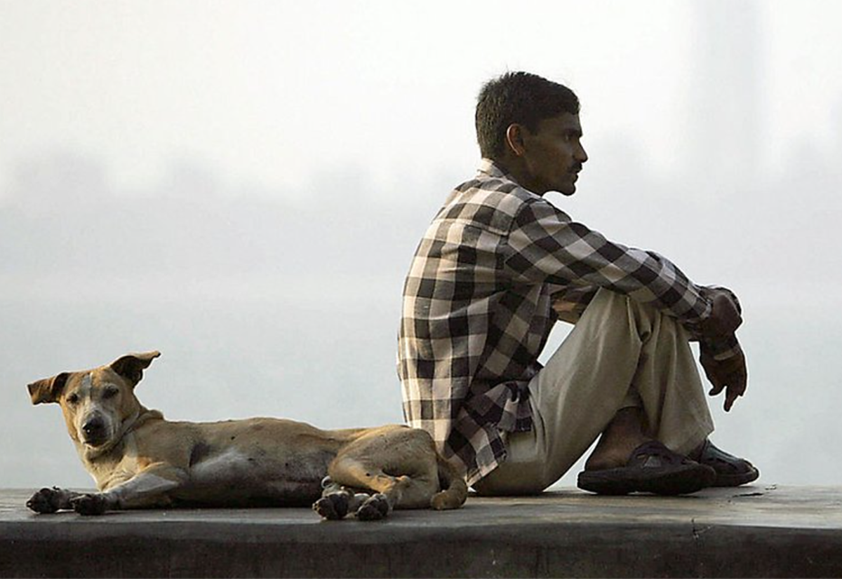 15 Heroic Stray Dogs Who Saved People's Lives - HubPages